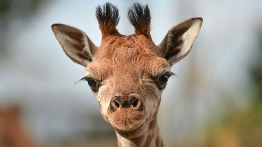 Rare baby giraffe takes first steps - BBC Newsround