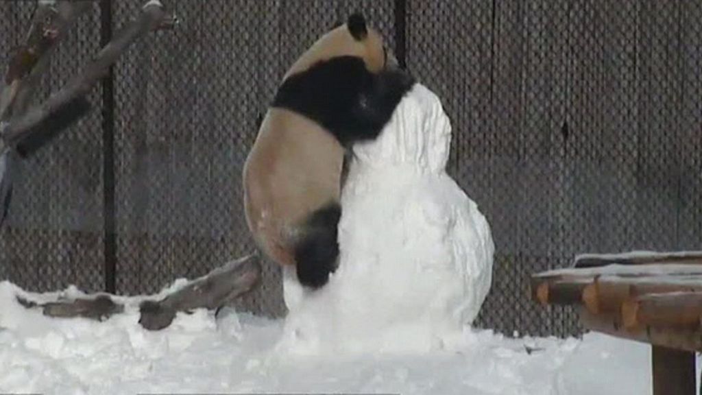 Giant panda caught playing with snowman - BBC Newsround