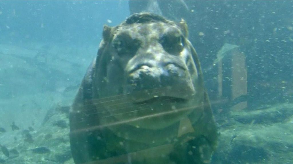 Cute baby hippo plays in a pool at American zoo - BBC Newsround