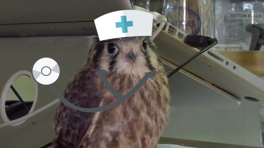 Special hospital opens in New York to help birds in trouble - BBC Newsround