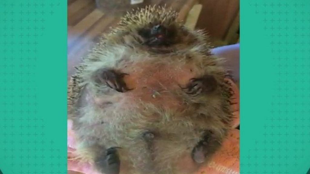 Is Jabba the fattest hedgehog you've ever seen? - BBC Newsround