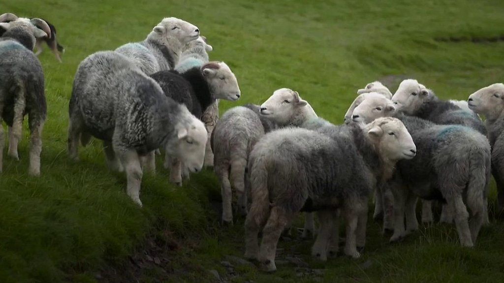 Herdwicks: The 'smiley' sheep that shaped the Lake District - BBC News