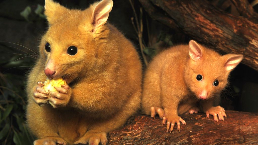 The bush detectives searching for possums - BBC Newsround