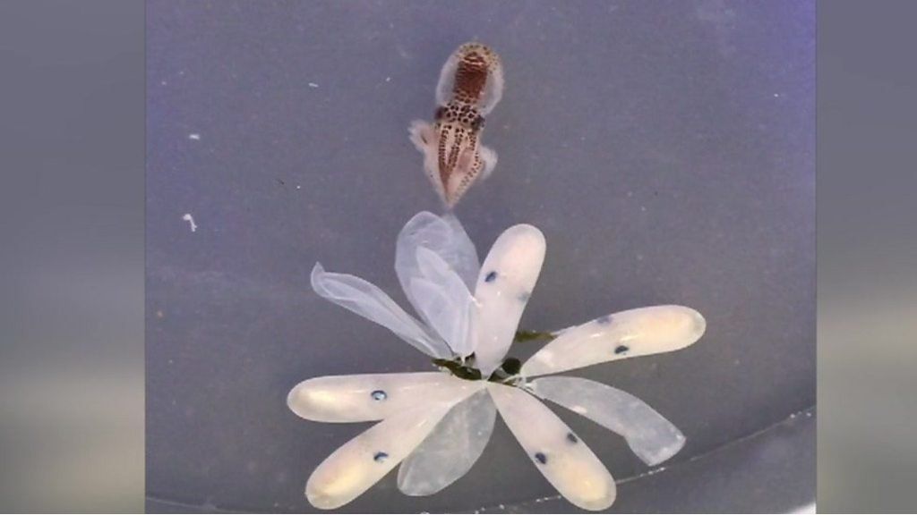 Watch the amazing moment a baby octopus is born - BBC Newsround