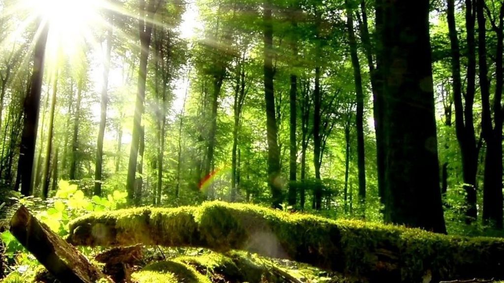 Peter Wohlleben's new book gives us Unbe-LEAF-able facts about trees ...