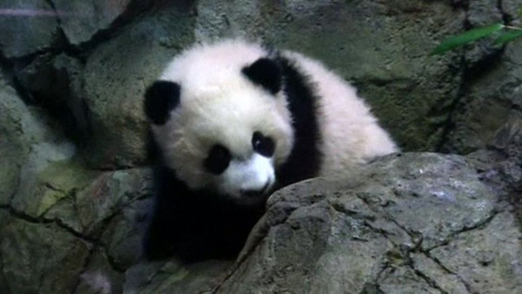 Baby panda unveiled at zoo - BBC Newsround