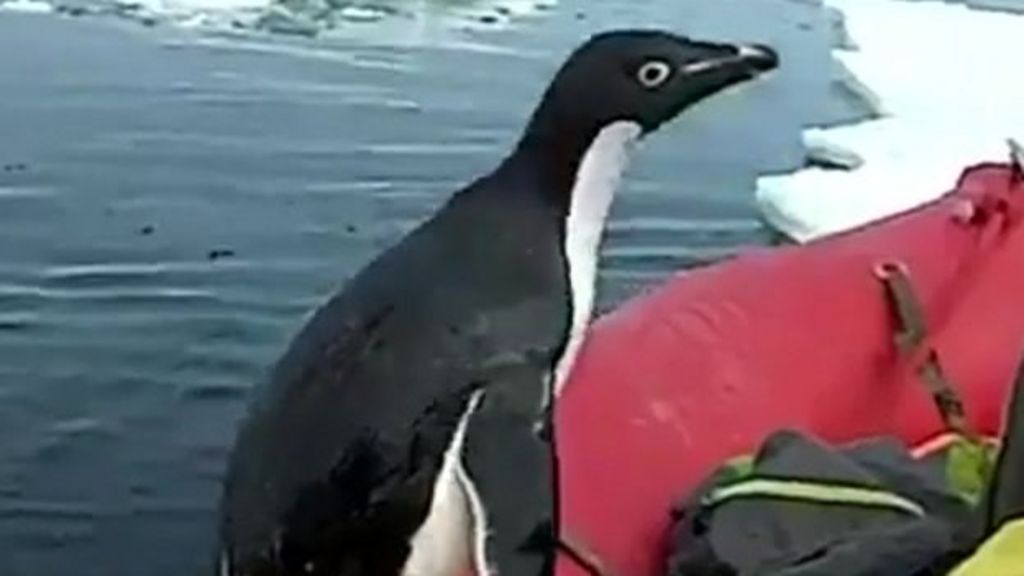 Perky penguin pops in! - BBC Newsround