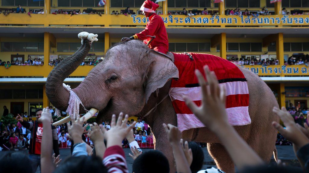 Elephants spread Christmas cheer to school kids - BBC Newsround
