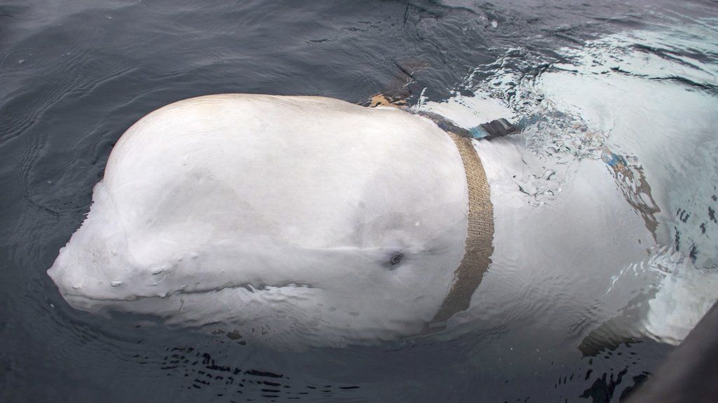 Two beluga whales taken to sea sanctuary in Iceland - BBC Newsround