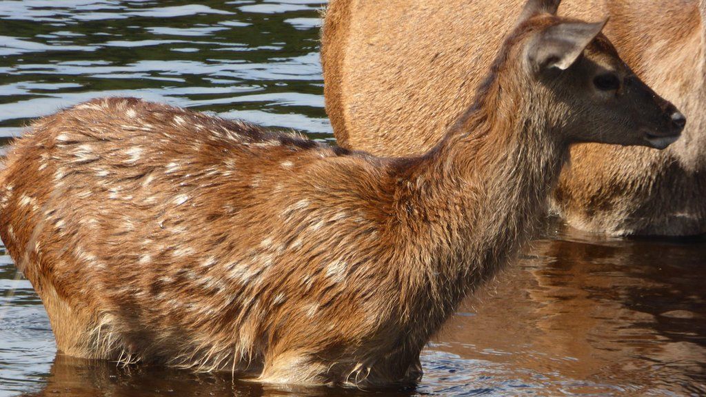 In pictures: Hot red deer cool off in Highlands loch - BBC News