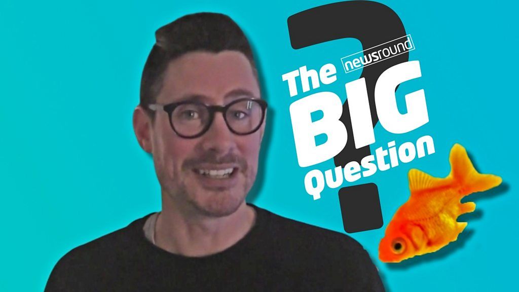 The Big Question: How do fish breathe? - BBC Newsround