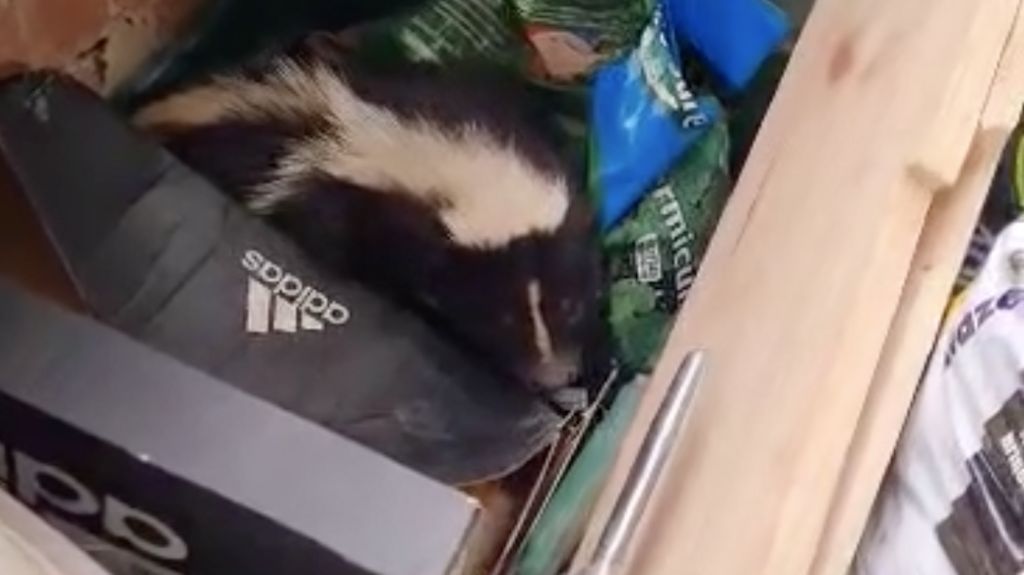 Missing pet skunk Barney found after 16 days - BBC News