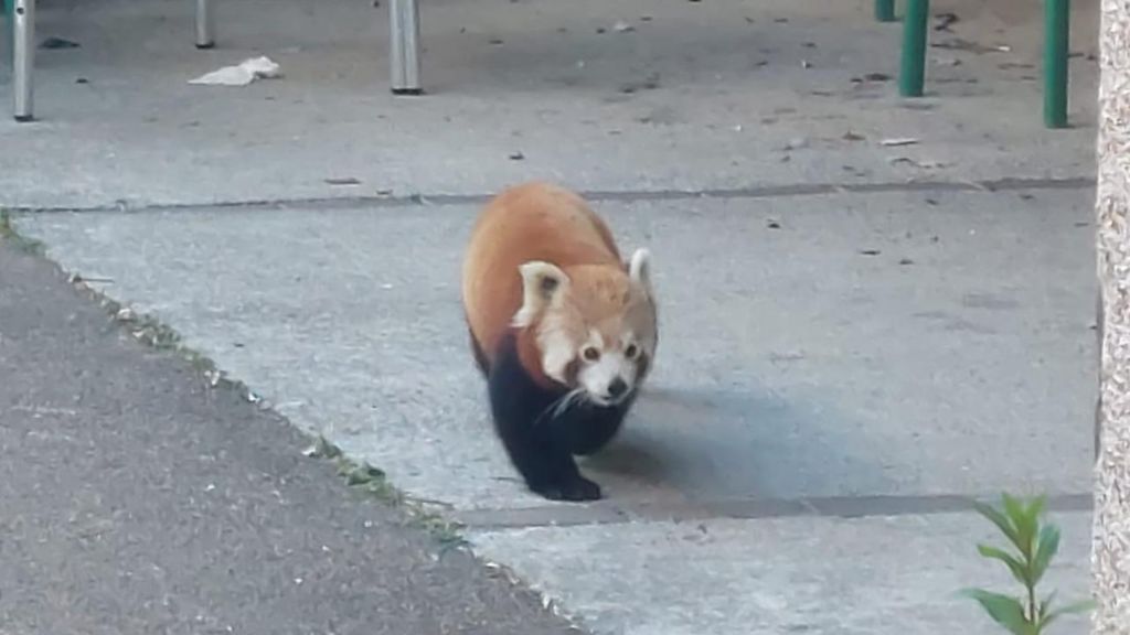 Escaped red panda seen 'ambling' down Newquay street - BBC News