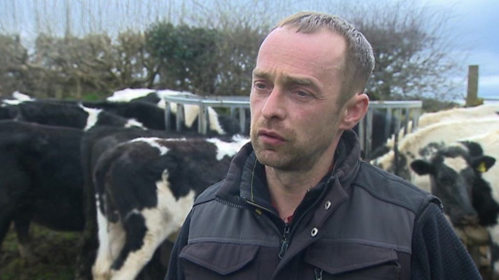 Achos TB: Brwydr gyfreithiol ffermwr - BBC Cymru Fyw