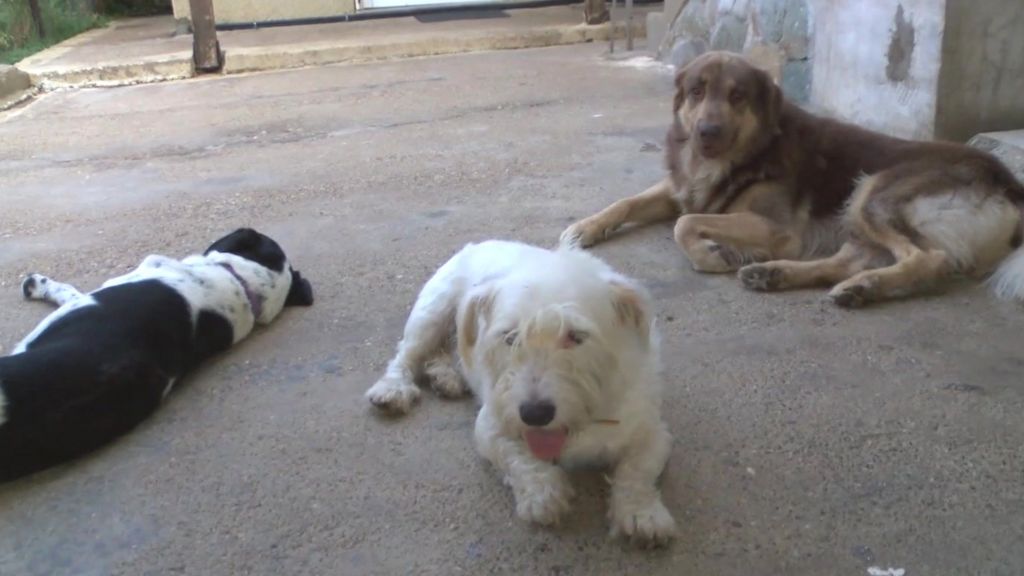Stray dogs on the rise in Greece - BBC Newsround