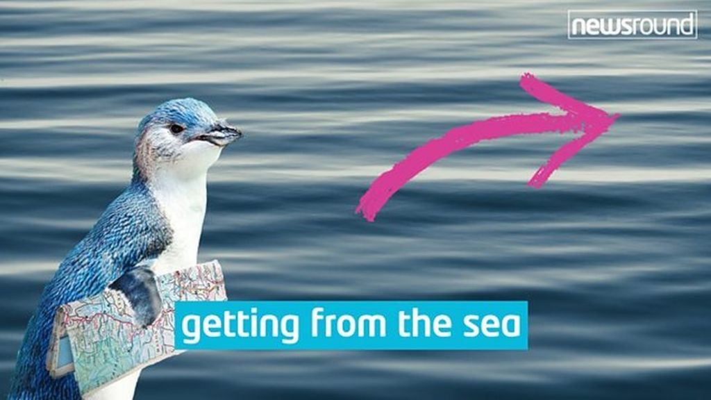 Penguins get special pipeline to help them cross road - BBC Newsround