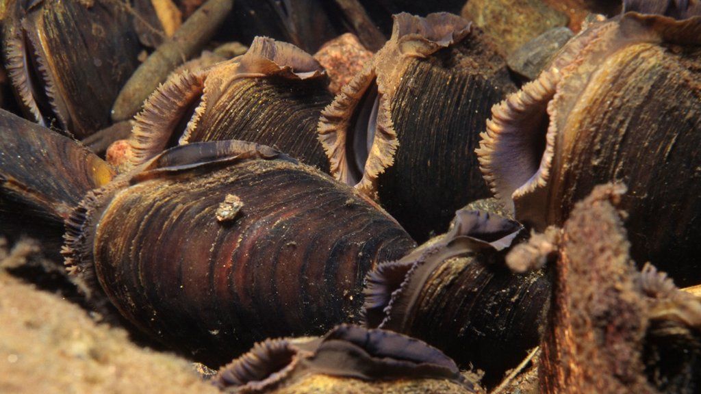 River Esk rare mussels captive bred to protect species - BBC News