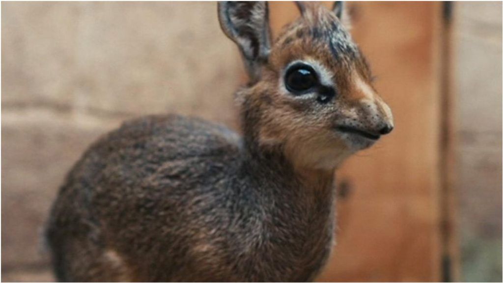 Rare, and super cute, baby antelope born in zoo - BBC Newsround