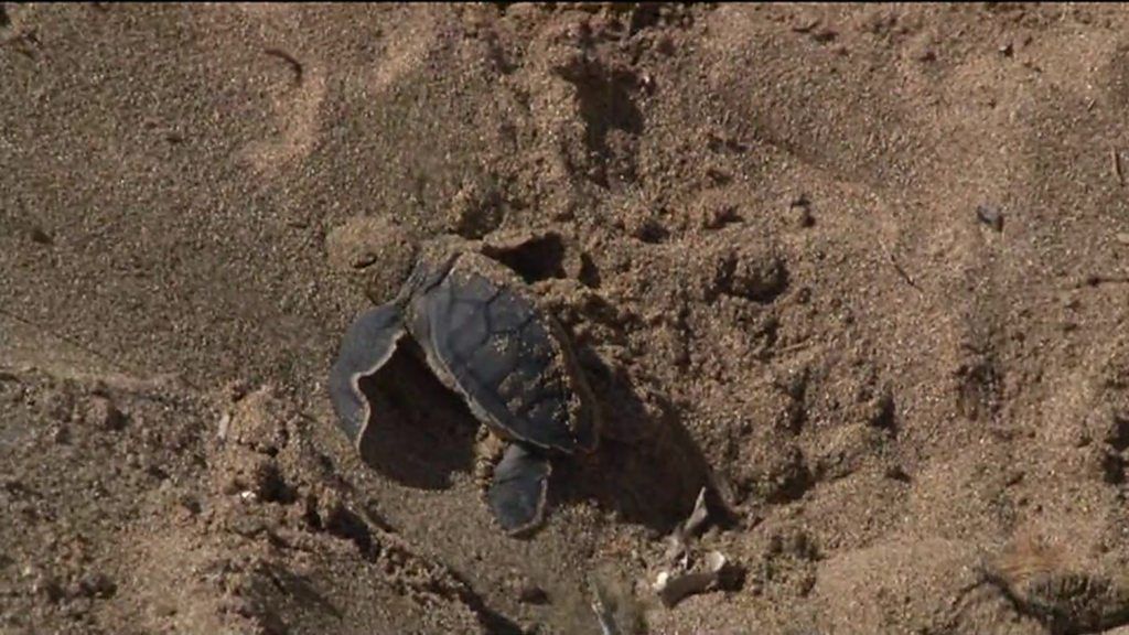 Loggerhead and green turtles hatch in Cyprus - BBC Newsround