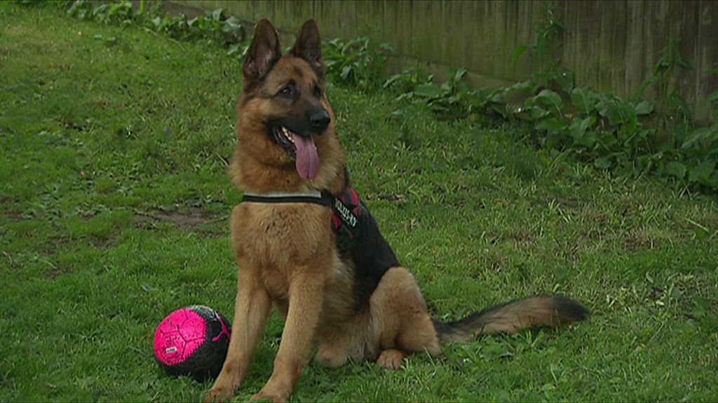 The dog that understands Polish - BBC Newsround
