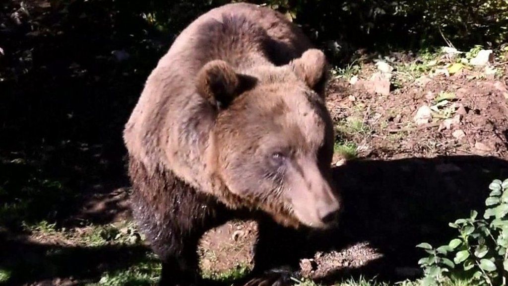 New home for these Croatian brown bears - BBC Newsround
