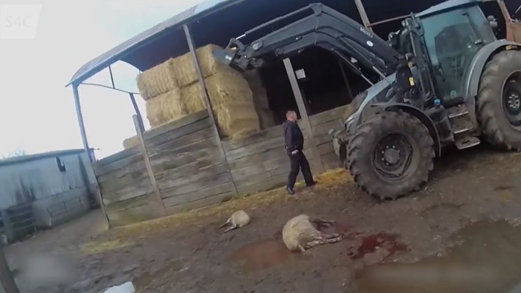 XL bully: Wrexham farmer shoots dogs after sheep killed - BBC News