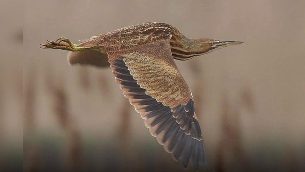 Rescued bittern spotted in Suffolk reserve two years on - BBC News