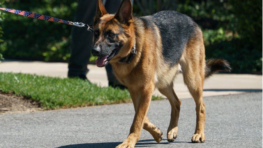 Biden's dog Commander leaves White House after biting incidents - BBC News