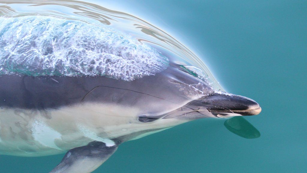 Young sailors from Tenby 'ecstatic' at dolphin encounter - BBC News