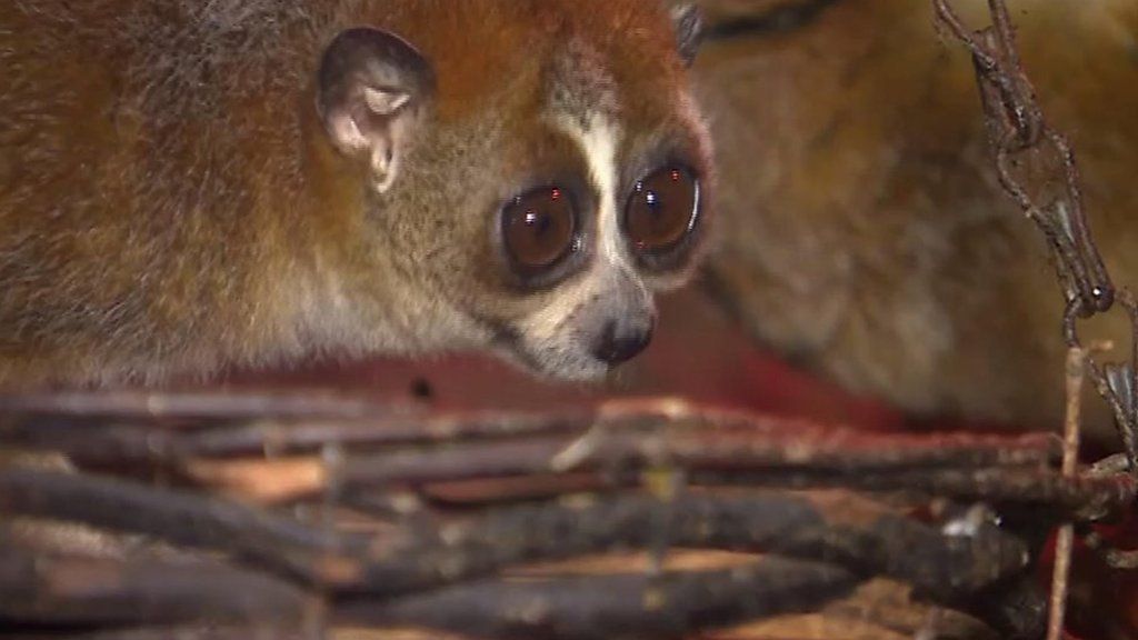 First glimpse of rare pygmy slow loris babies - BBC Newsround