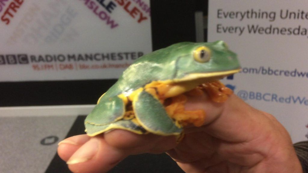 New tree frog discovered - and named Sylvia - BBC Newsround