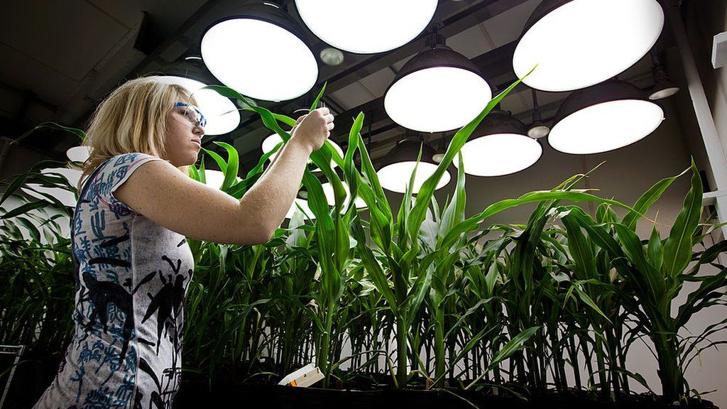 Bayer's Monsanto bid to create biggest agricultural supplier - BBC News