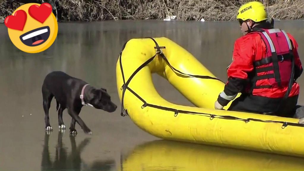 Firefighters rescue dog stranded on frozen river - BBC Newsround