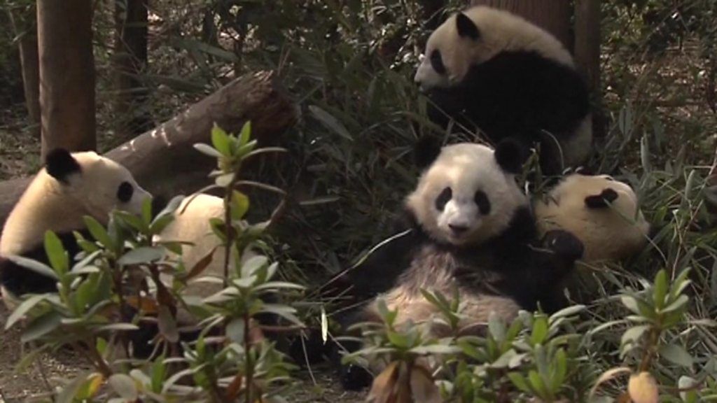 What do 10 baby pandas do when home alone for first time? - BBC Newsround