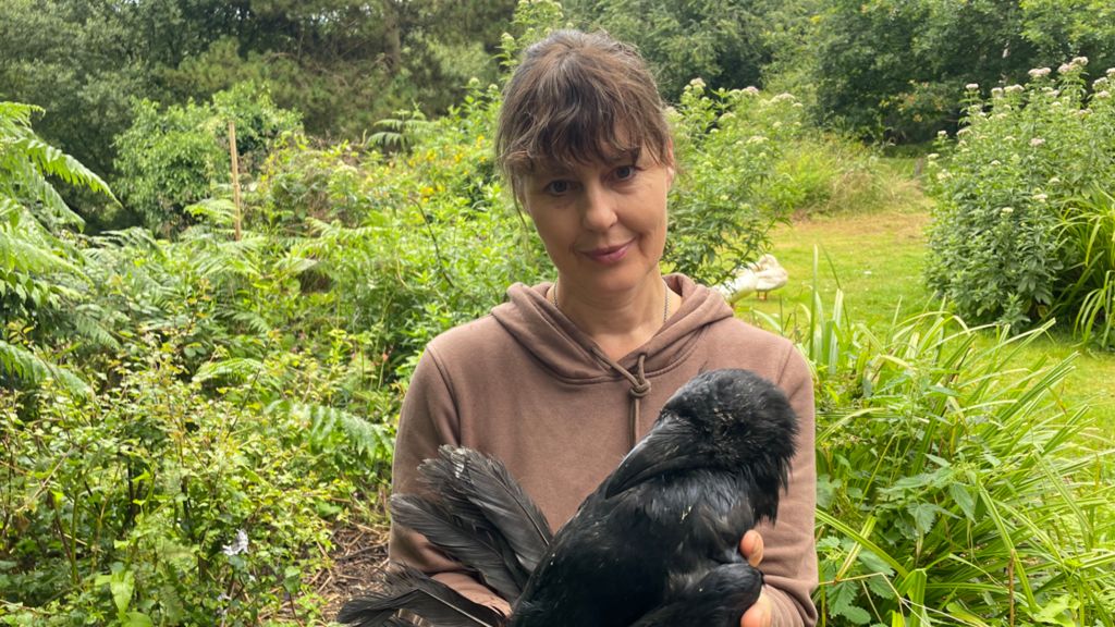 'Don't kill our protected ravens', Herefordshire rescue pleads - BBC News