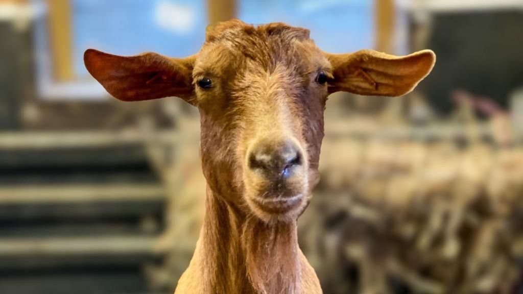 Royal title to be granted to Guernsey goat breed - BBC News