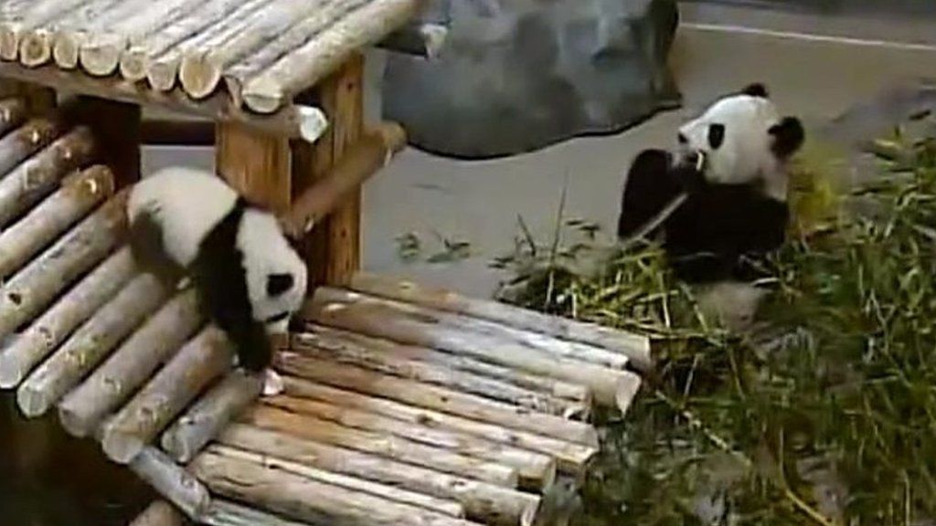 Watch 60 seconds of cute panda cubs tumbling around - BBC Newsround