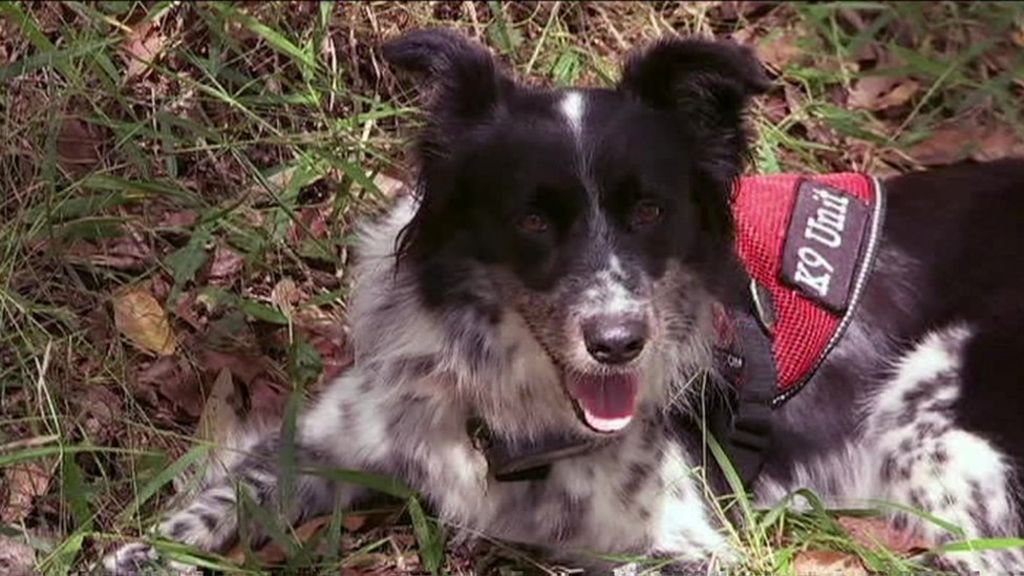 How this poo-sniffing dog is helping protect koalas - BBC Newsround