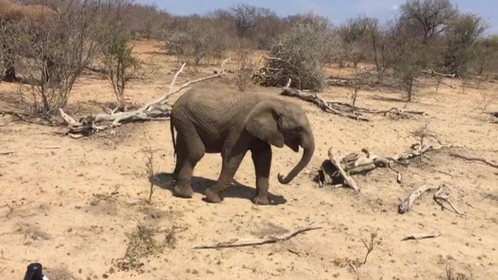 Jenny couldn't resist this baby elephant - BBC Newsround