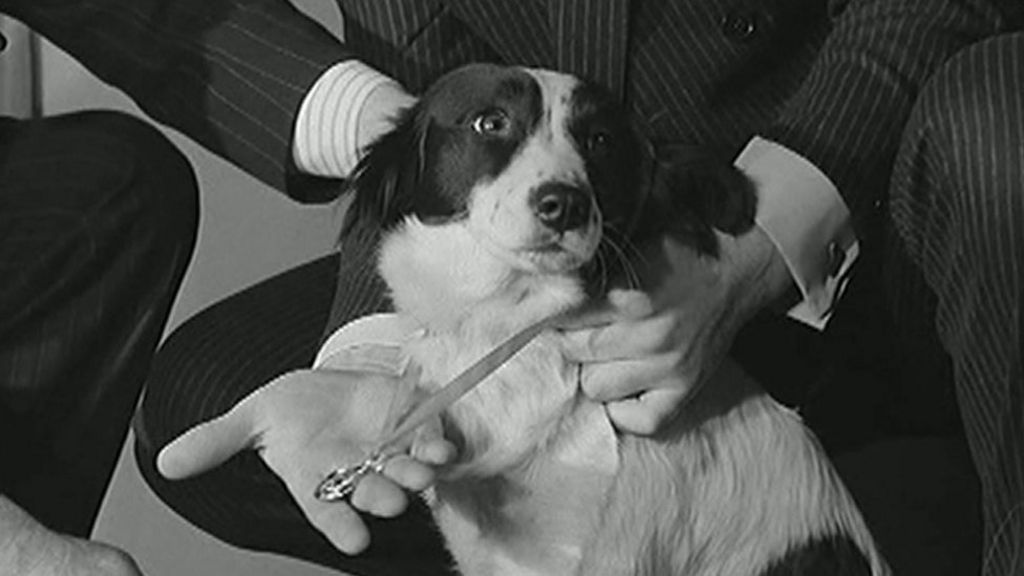 The dog who saved the World Cup - BBC Newsround