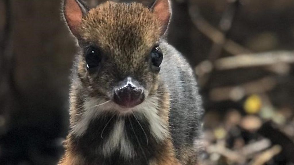 Meet the baby mouse deer that's as tall as a pencil! - BBC Newsround
