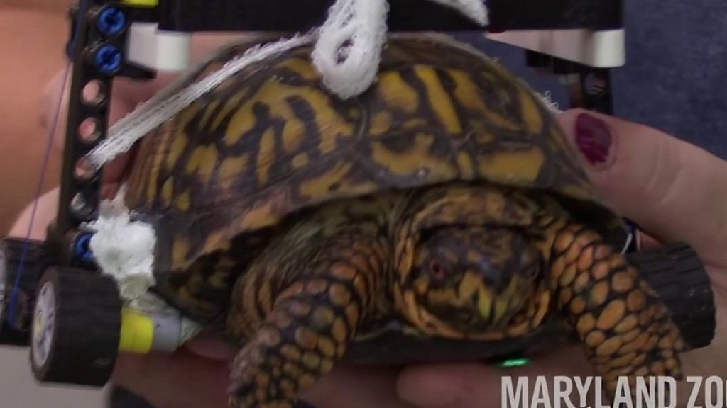 Injured turtle gets wheelchair made from Lego - BBC Newsround