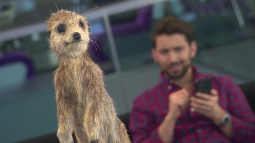 He looks and acts like a meerkat but is a secret camera - BBC Newsround