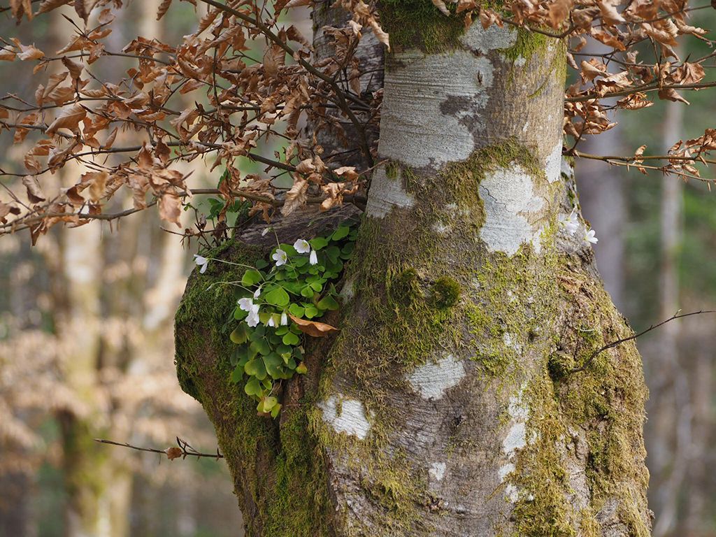 Your pictures of Scotland: 11-18 August - BBC News