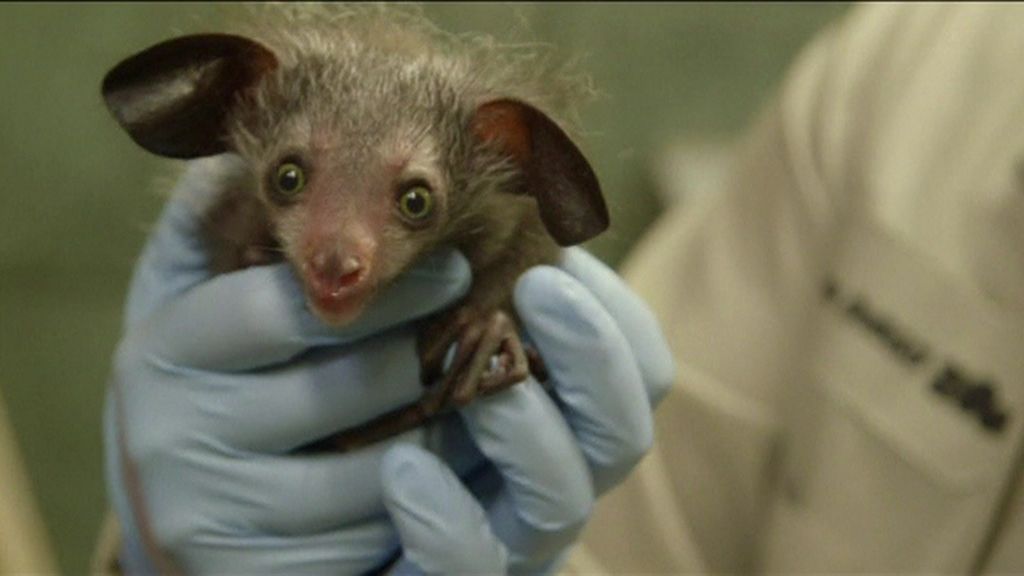 Check up for baby aye-aye at San Diego Zoo - BBC Newsround