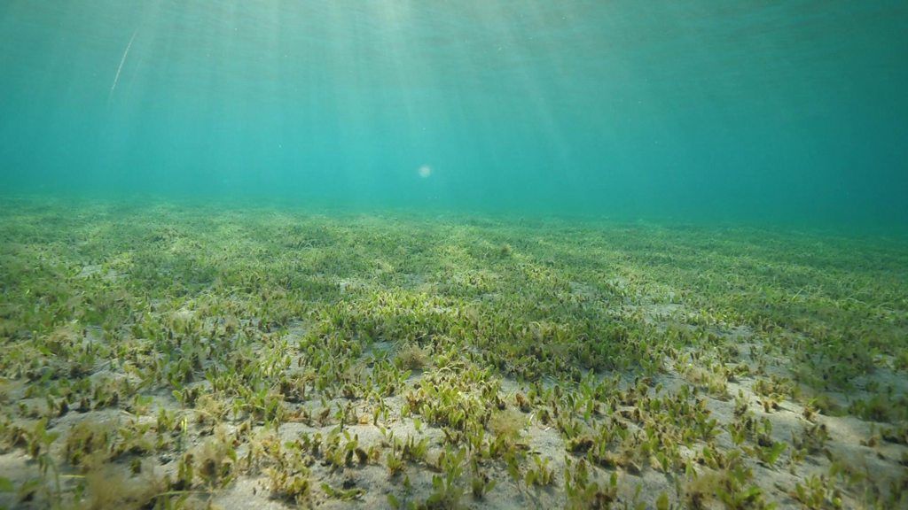 How to plant an underwater meadow - BBC Newsround
