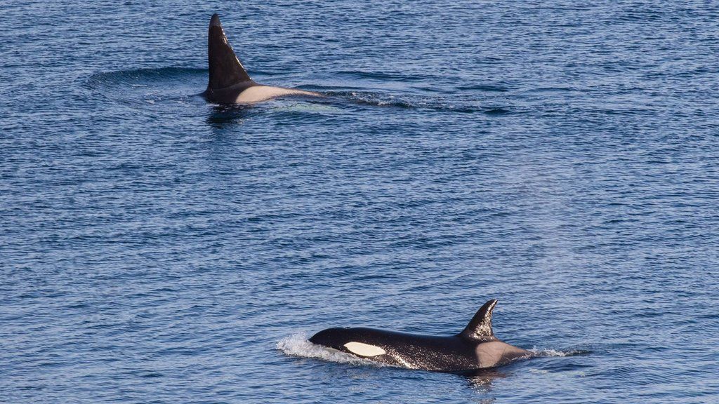 Wildlife watchers' close encounter with orcas near Wick - BBC News