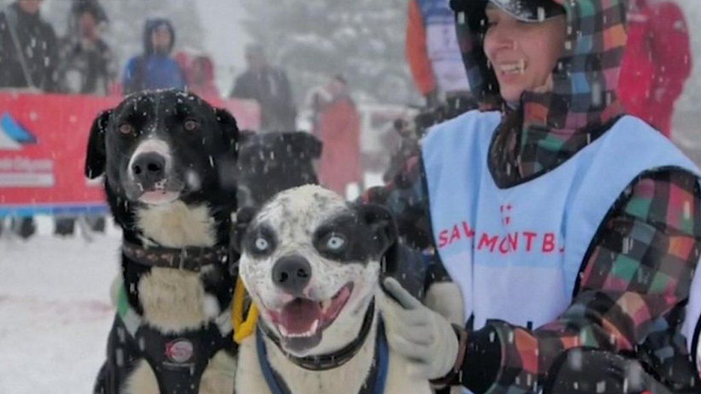 La Grande Odyssée: Dog sled competition in the French Alps - BBC Newsround