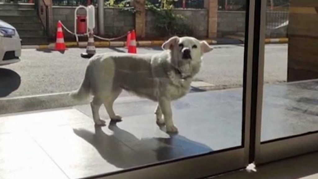 Meet Boncuk - she's a very good dog! - BBC Newsround