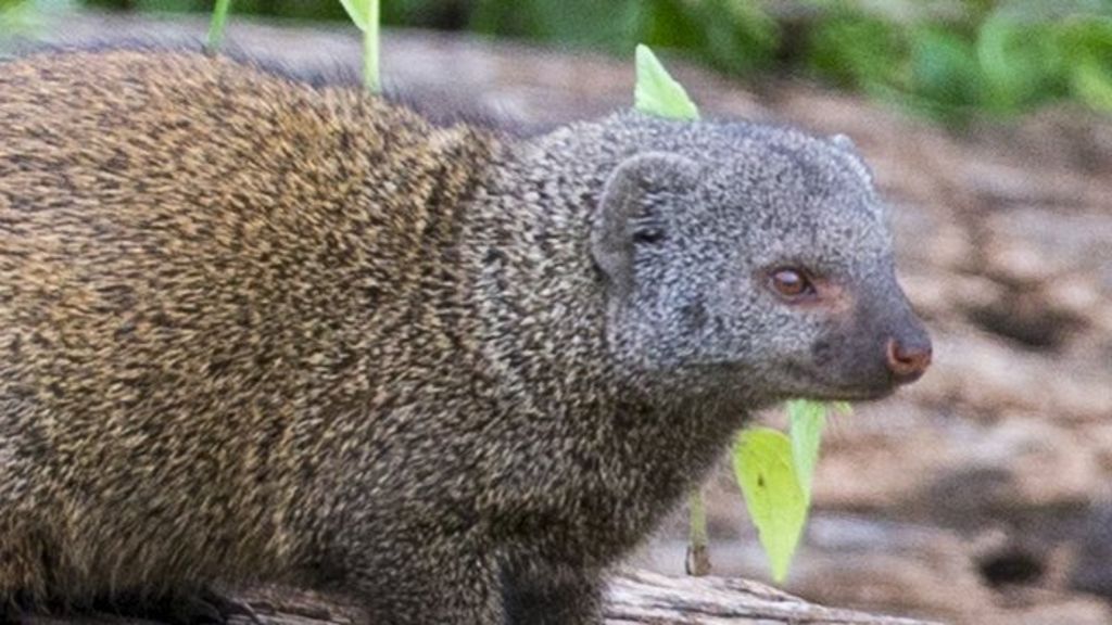 Look who's mongoose-ing around! - BBC Newsround